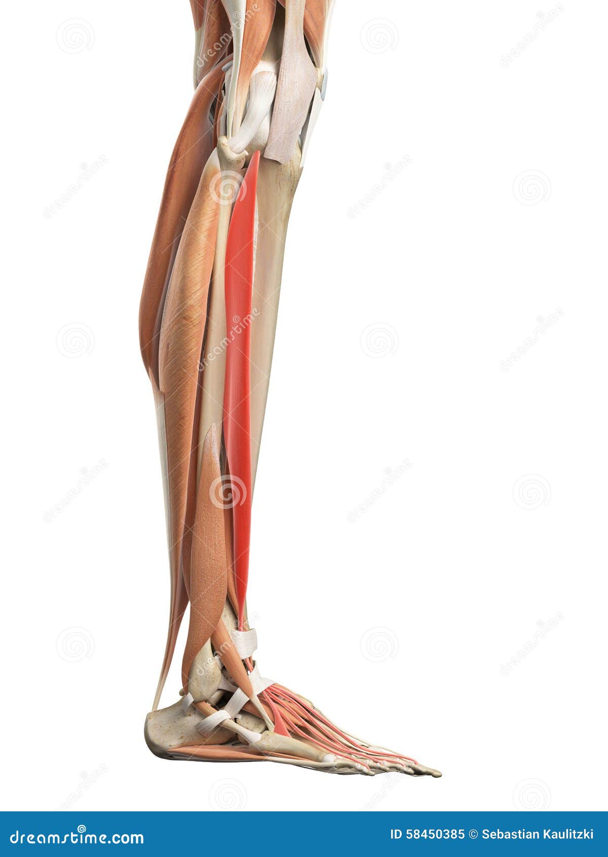The Extensor Digitorum Longus Stock Illustration - Illustration of male ...
