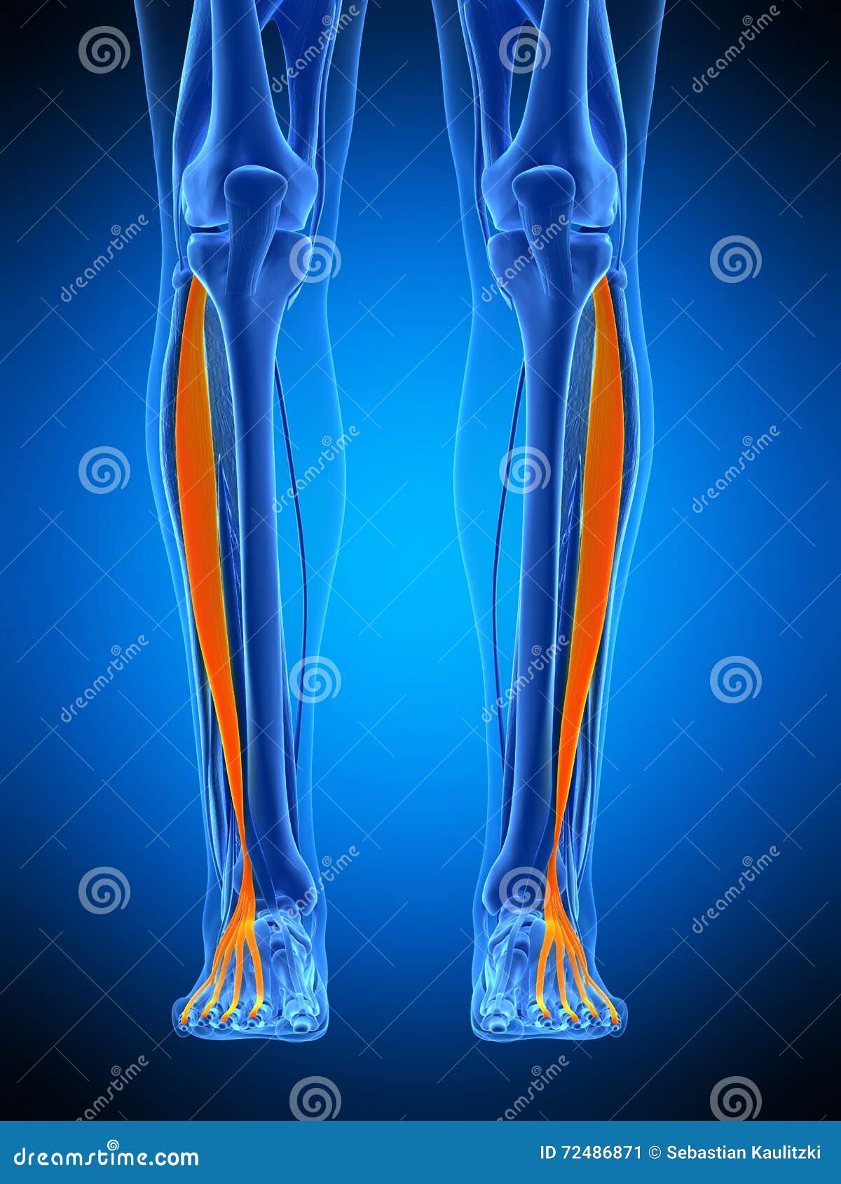 The Extensor Digitorum Longus Stock Illustration - Illustration of blue ...