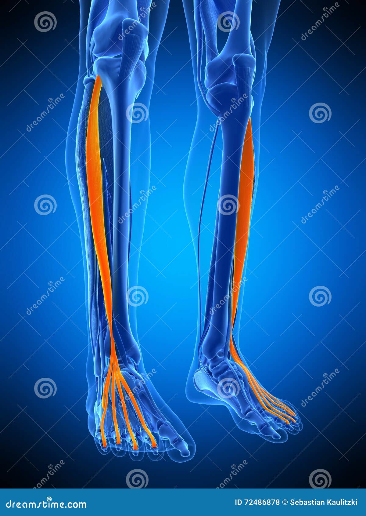 The Extensor Digitorum Longus Stock Illustration - Illustration of ...