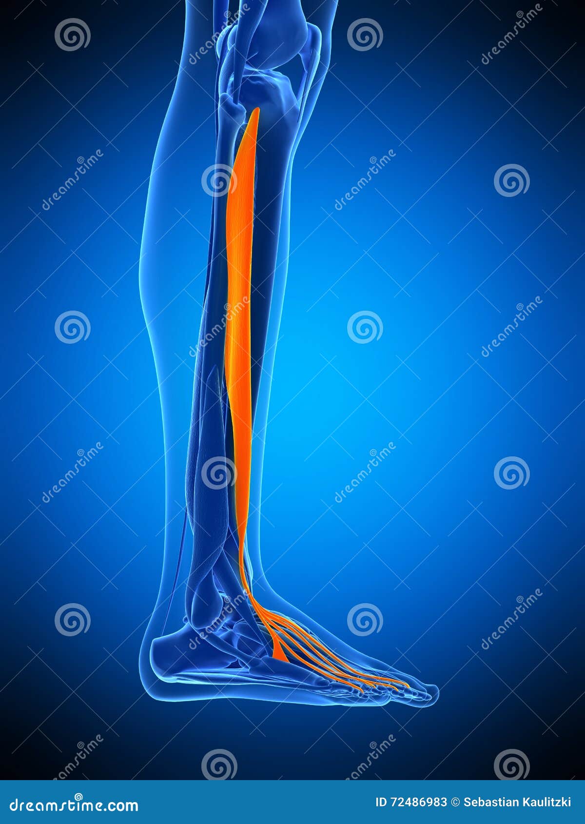 The Extensor Digitorum Longus Stock Illustration - Illustration of side ...