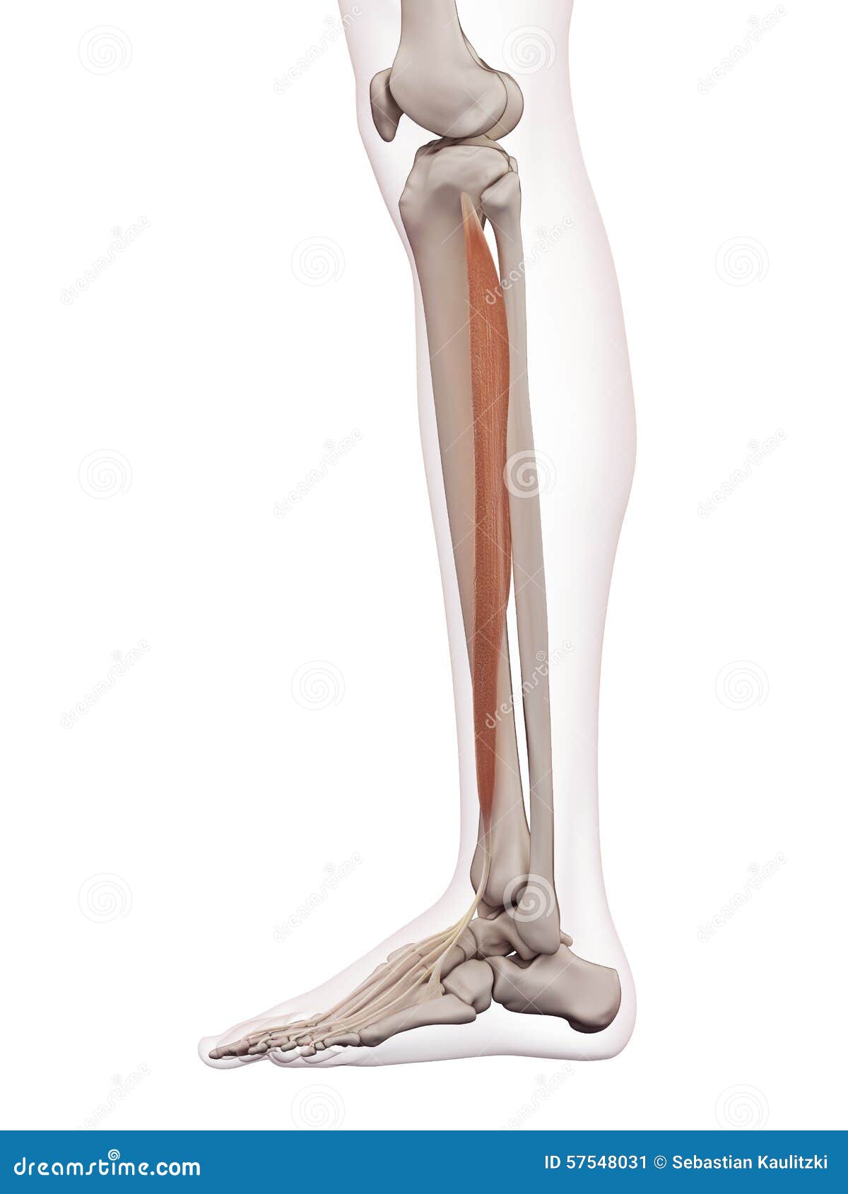 The Extensor Digitorum Longus Stock Illustration - Illustration of ...