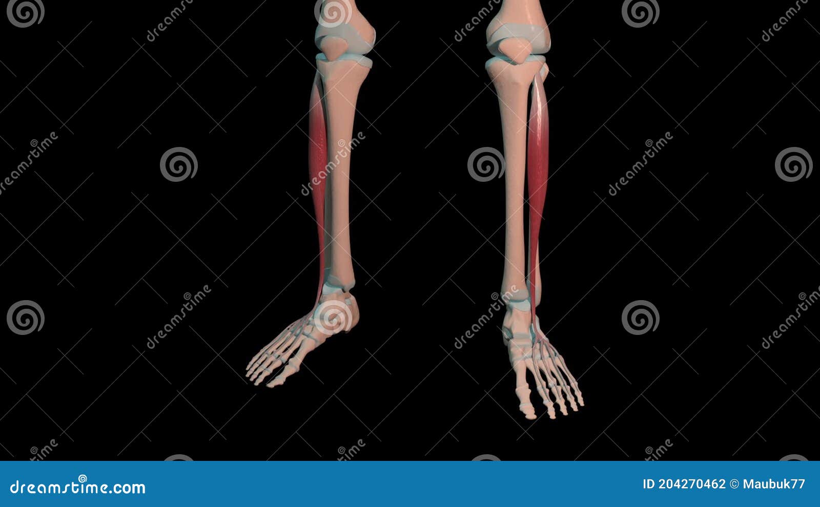 Extensor Digitorum Longus Model