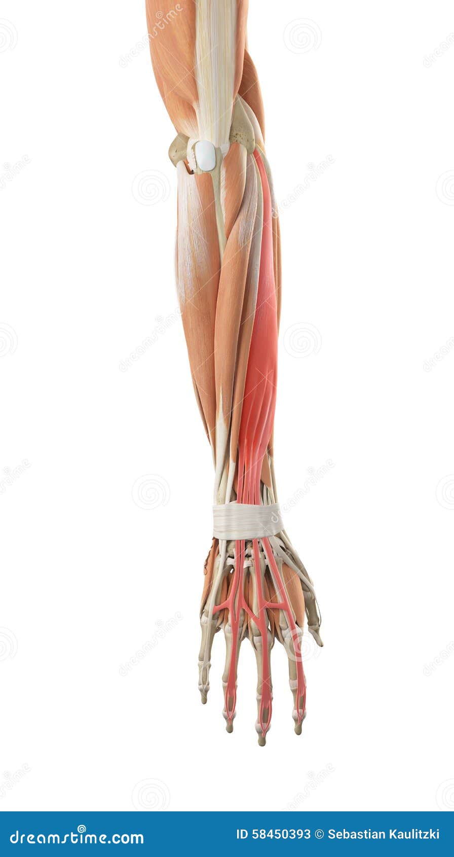 Extensor Digitorum Longus Royalty-Free Cartoon | CartoonDealer.com ...