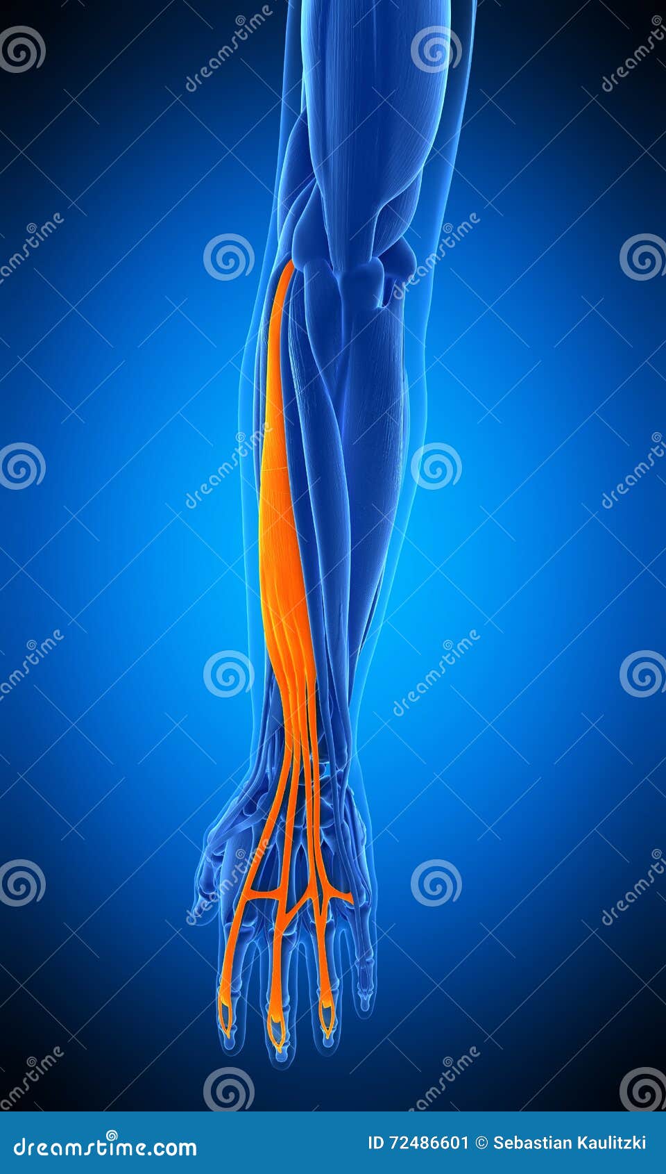 The extensor digitorum stock illustration. Illustration of rendering ...