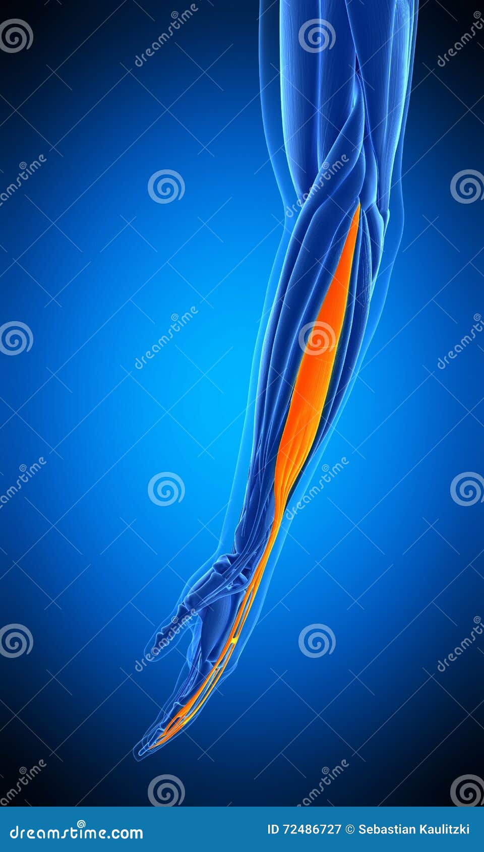 The Extensor Digitorum Longus Royalty-Free Illustration | CartoonDealer ...