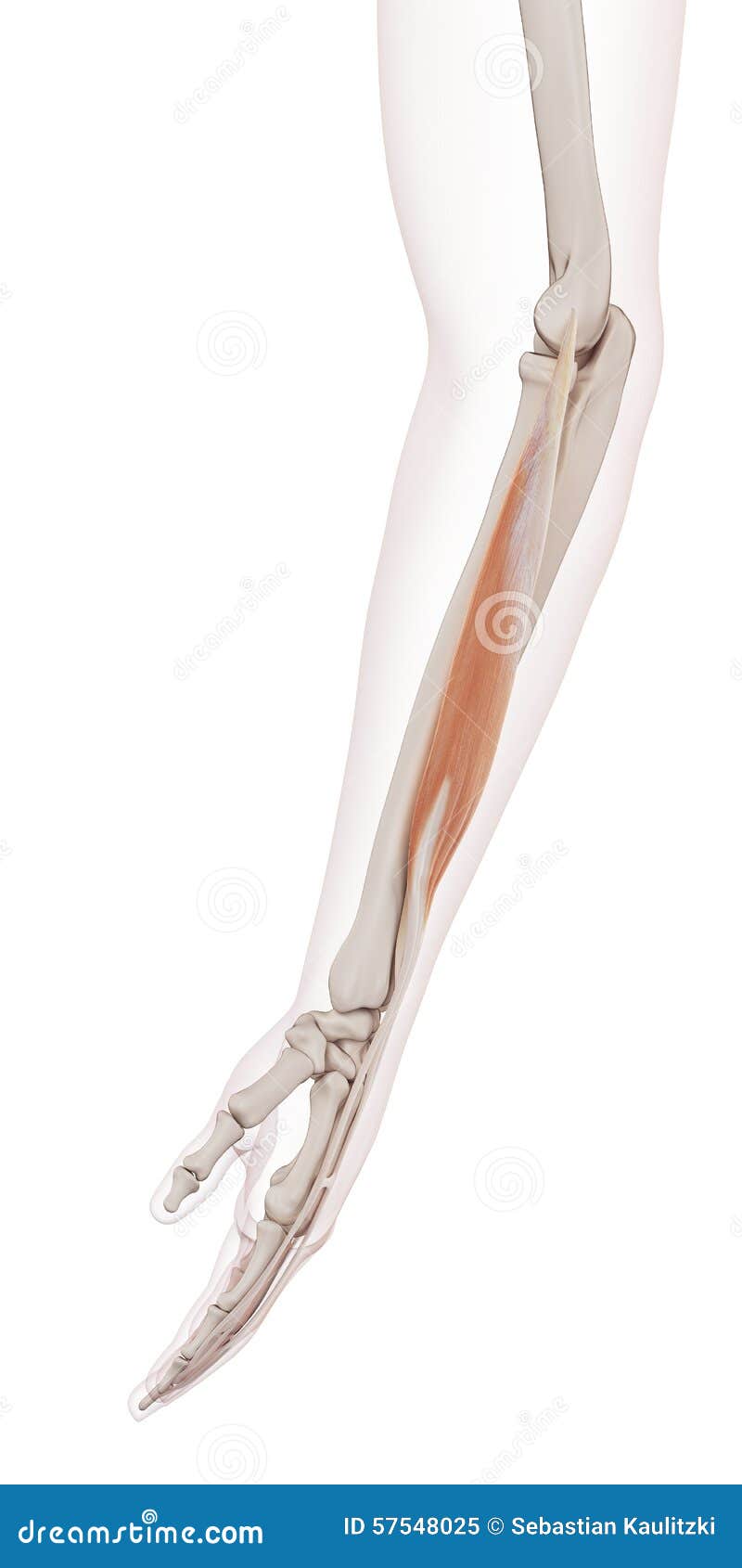 Extensor Digitorum Forearm