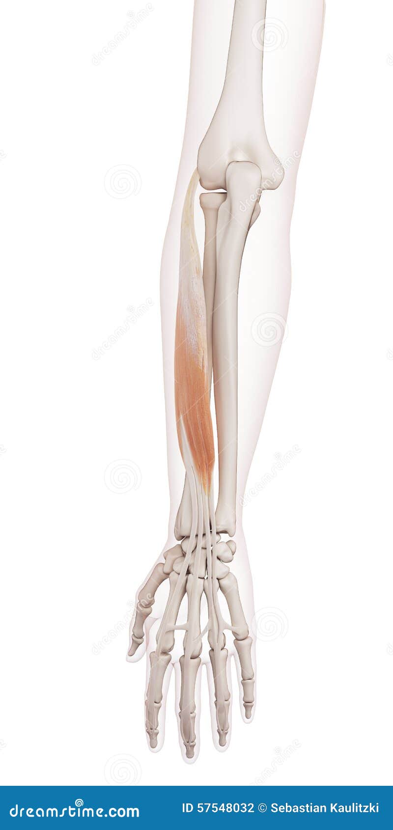 The extensor digitorum stock illustration. Illustration of artwork ...