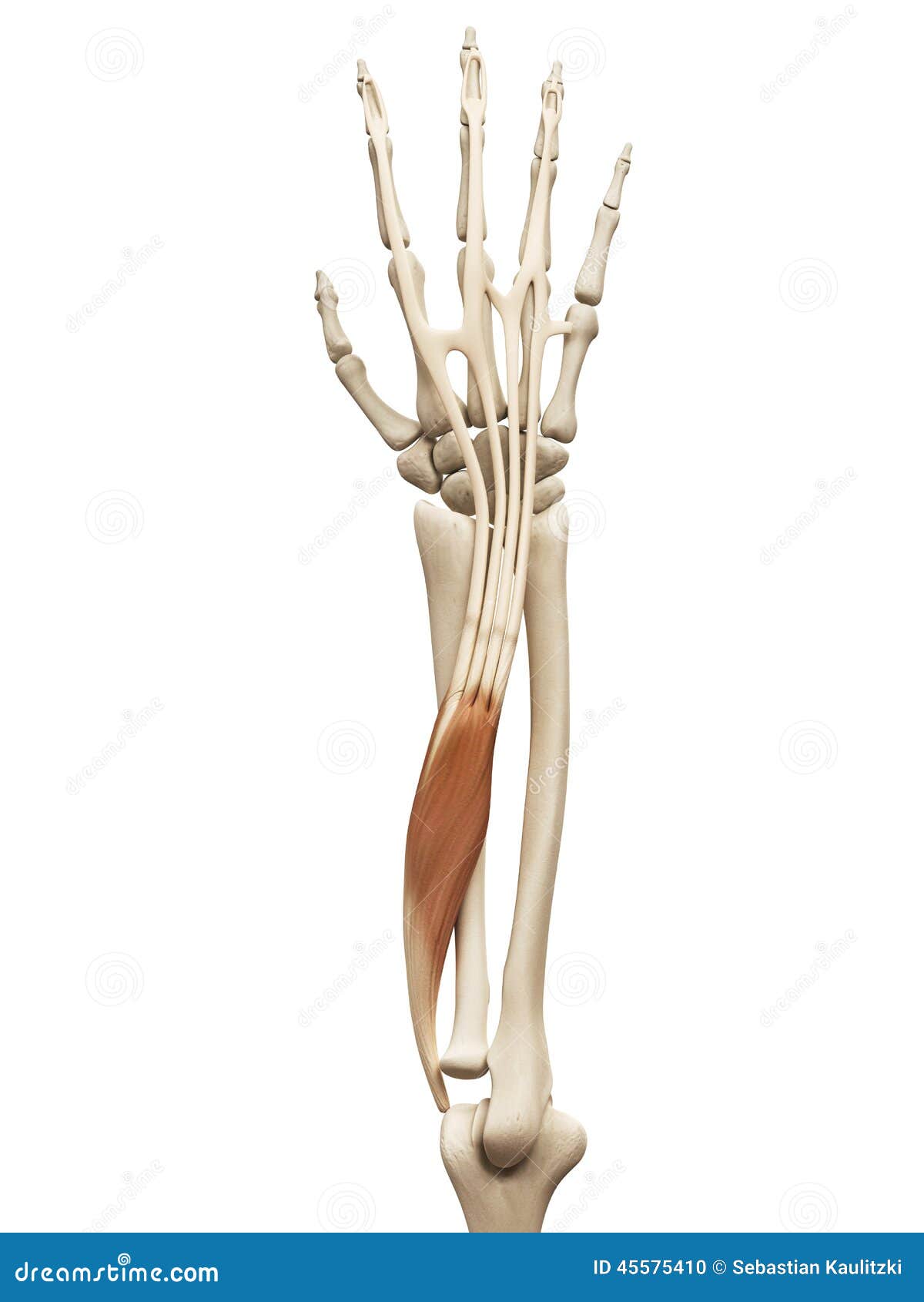 The extensor digitorum stock illustration. Illustration of diagram ...