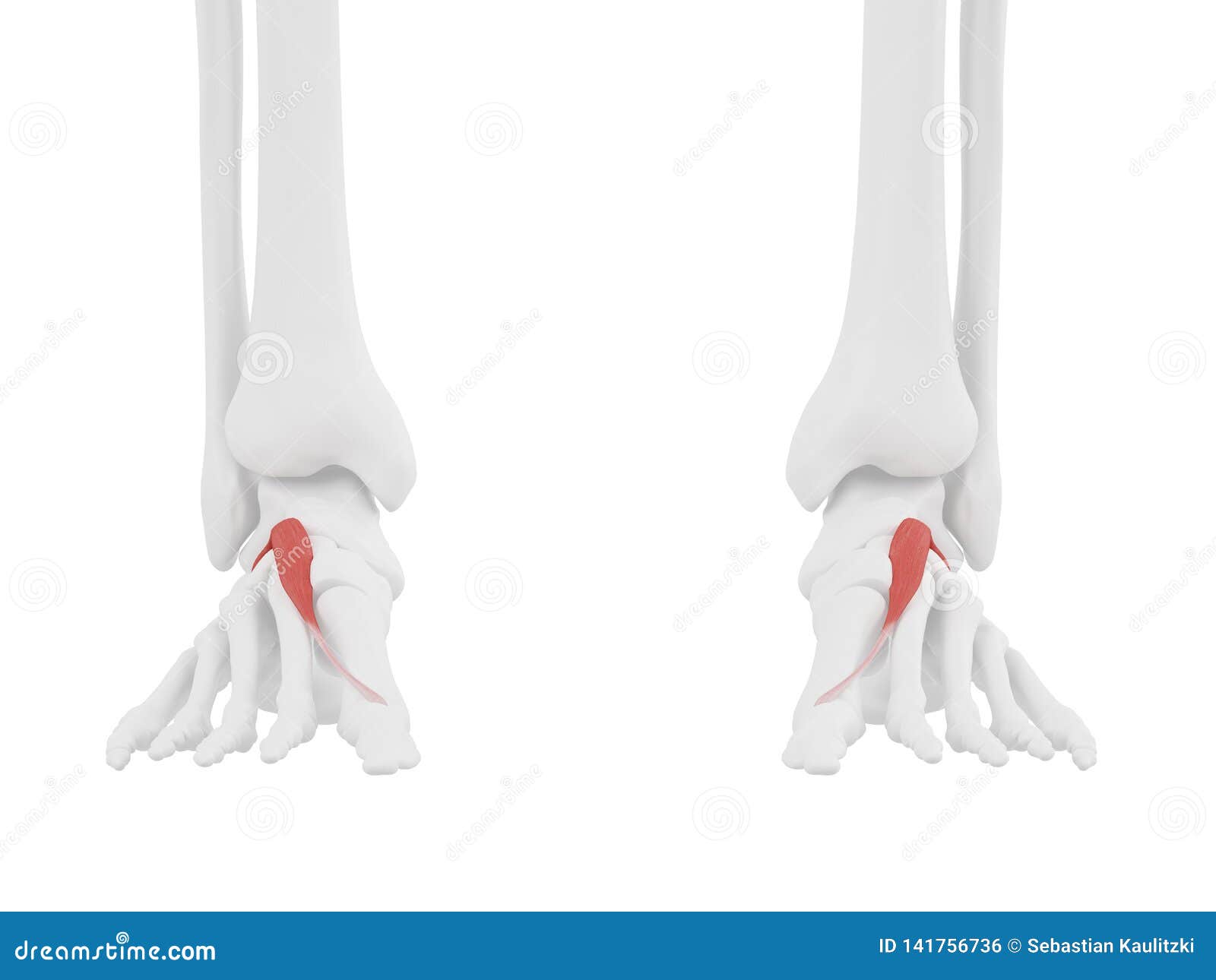The Extensor Hallucis Longus Stock Illustration | CartoonDealer.com ...