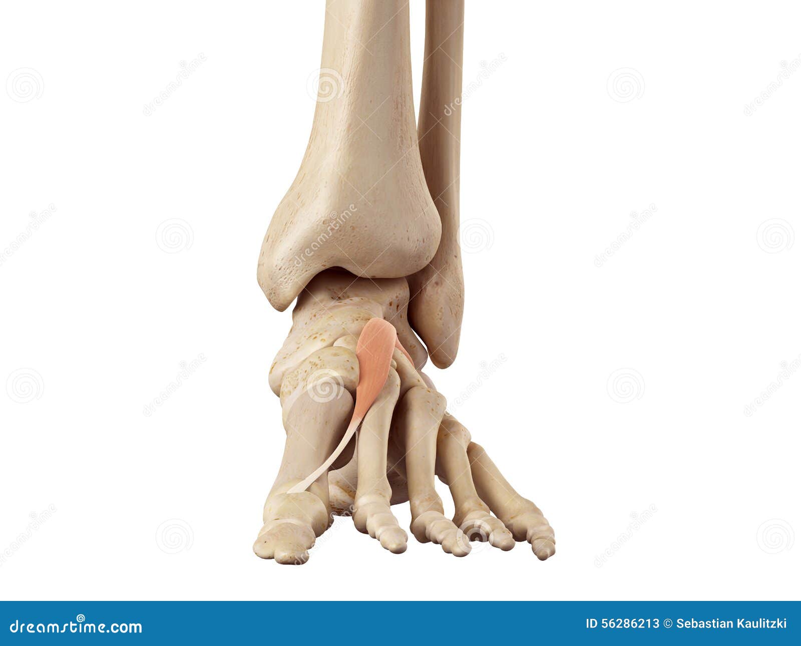 The Extensor Hallucis Brevis Stock Illustration - Illustration of bone ...