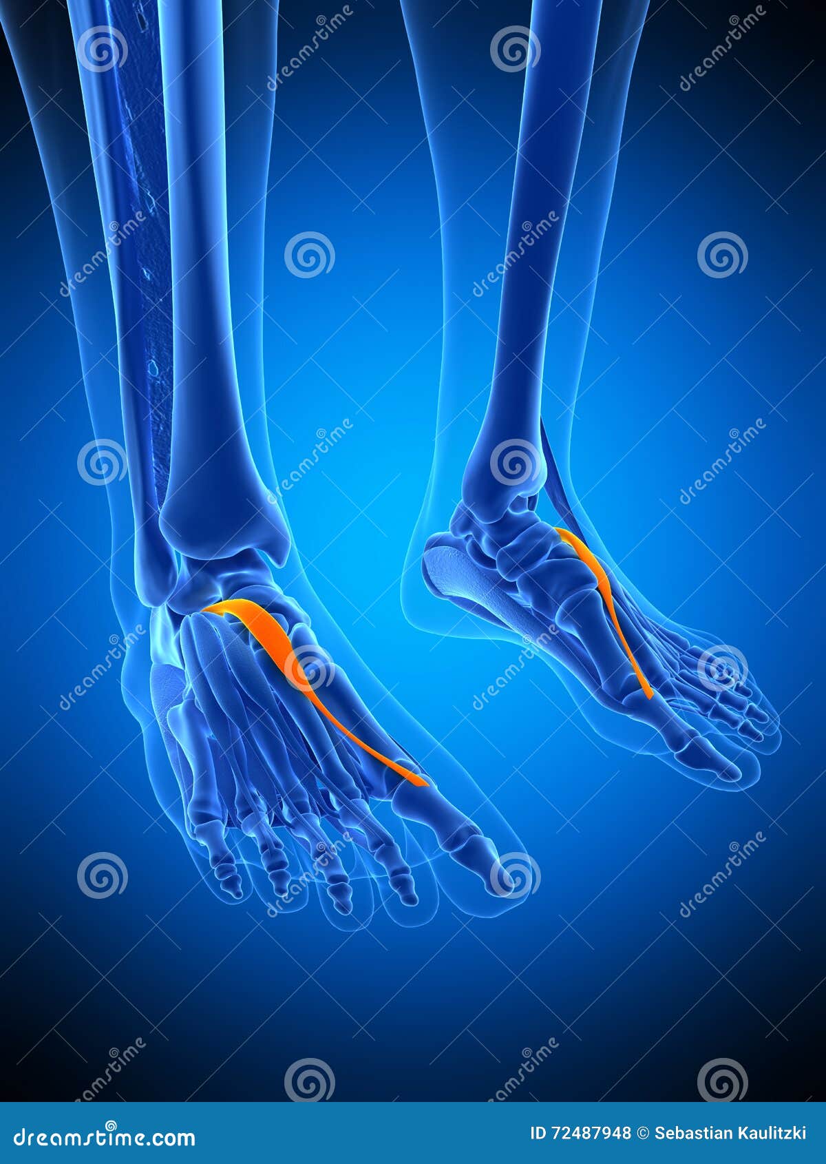 The Extensor Hallucis Longus Royalty-Free Cartoon | CartoonDealer.com ...