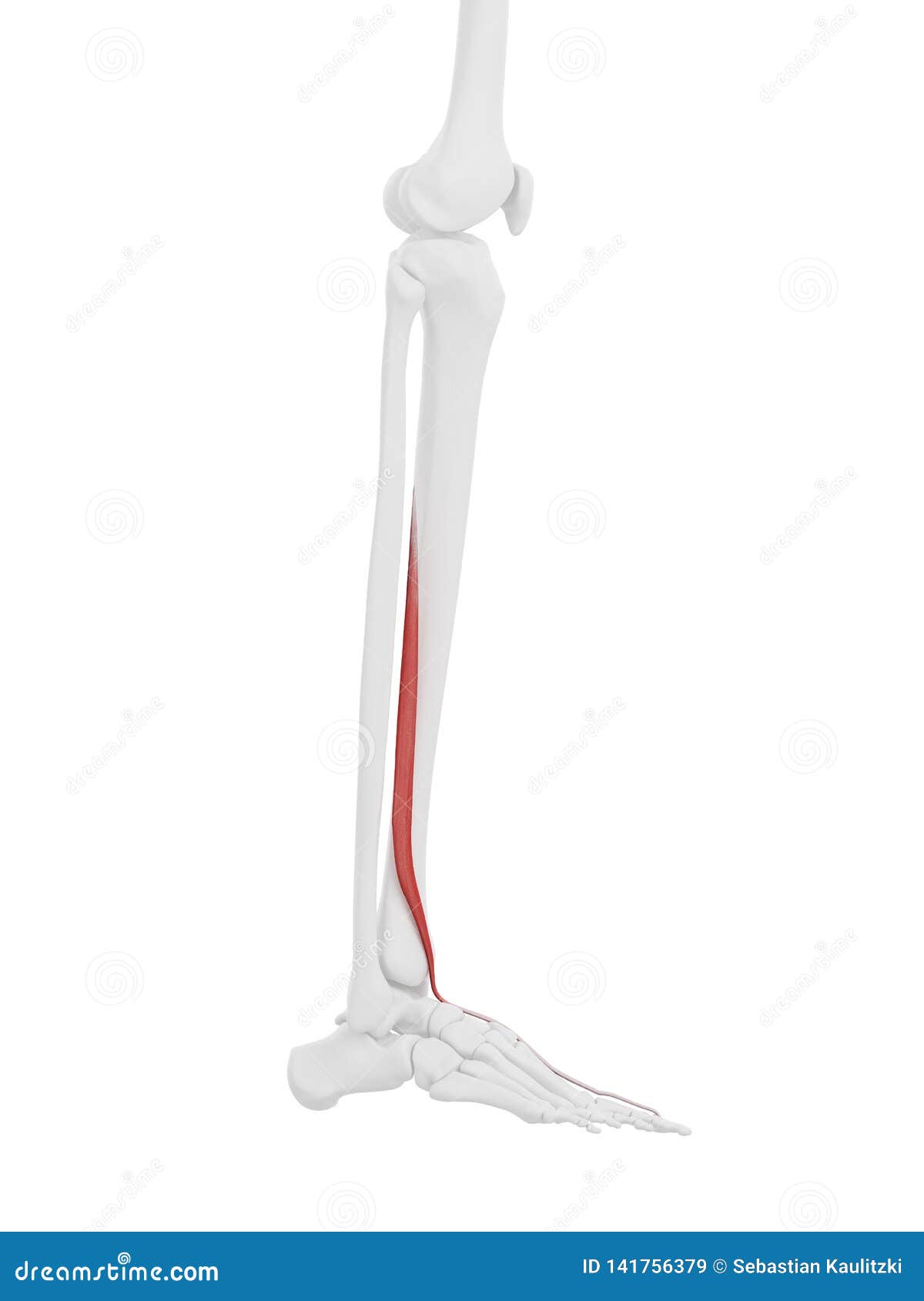 The Extensor Hallucis Longus Stock Illustration - Illustration of ...