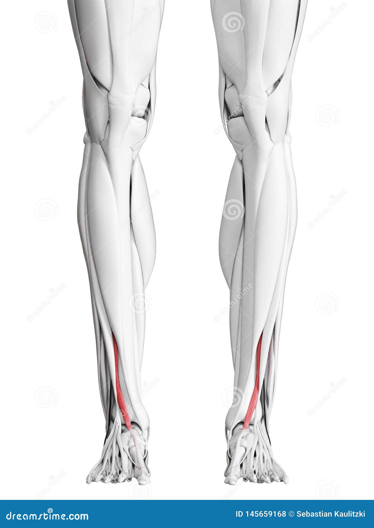Extensor Hallucis Longus Model