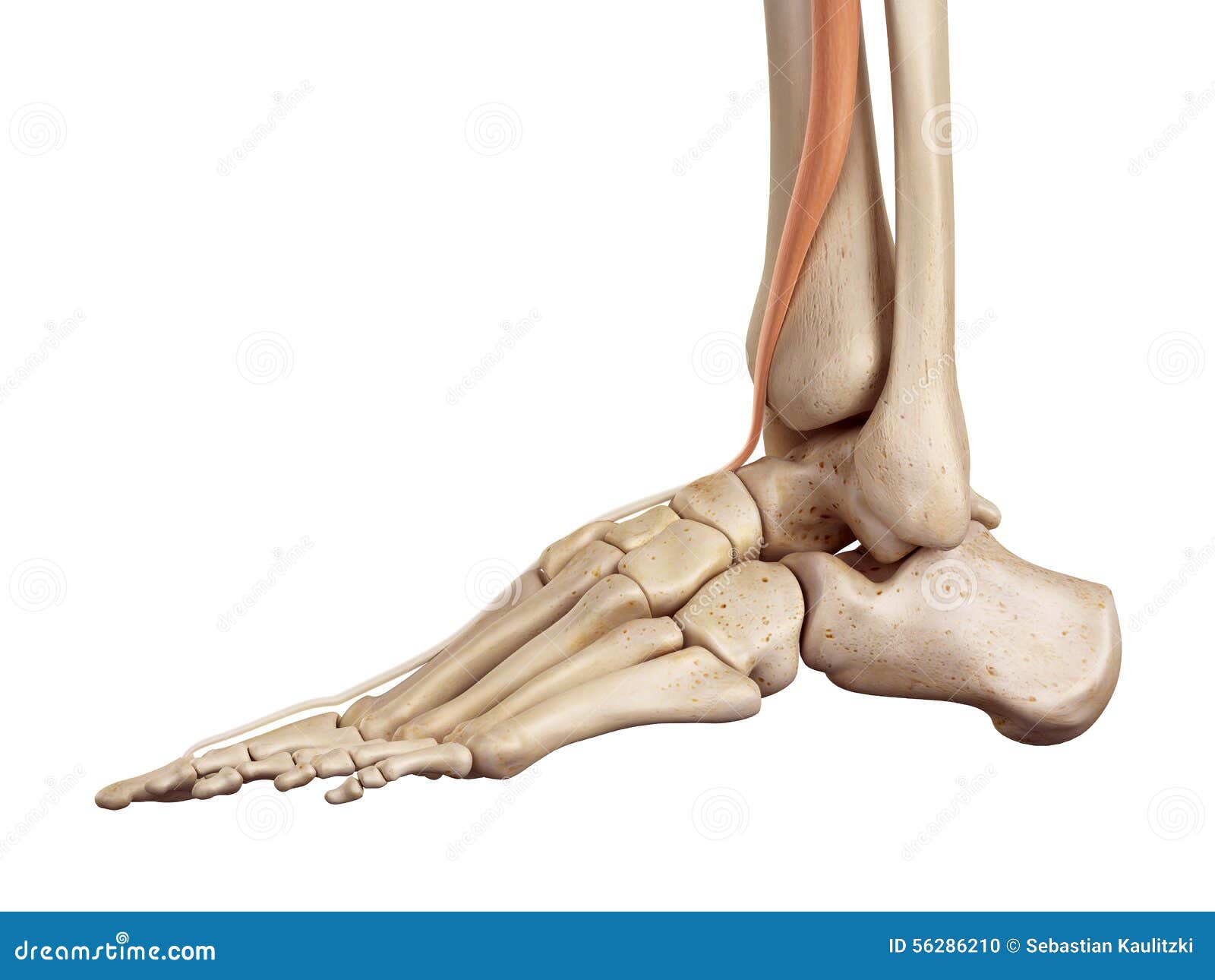 The Extensor Hallucis Longus Stock Illustration | CartoonDealer.com ...