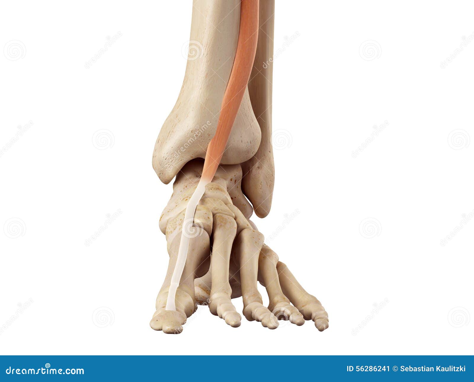 Extensor Hallucis Longus