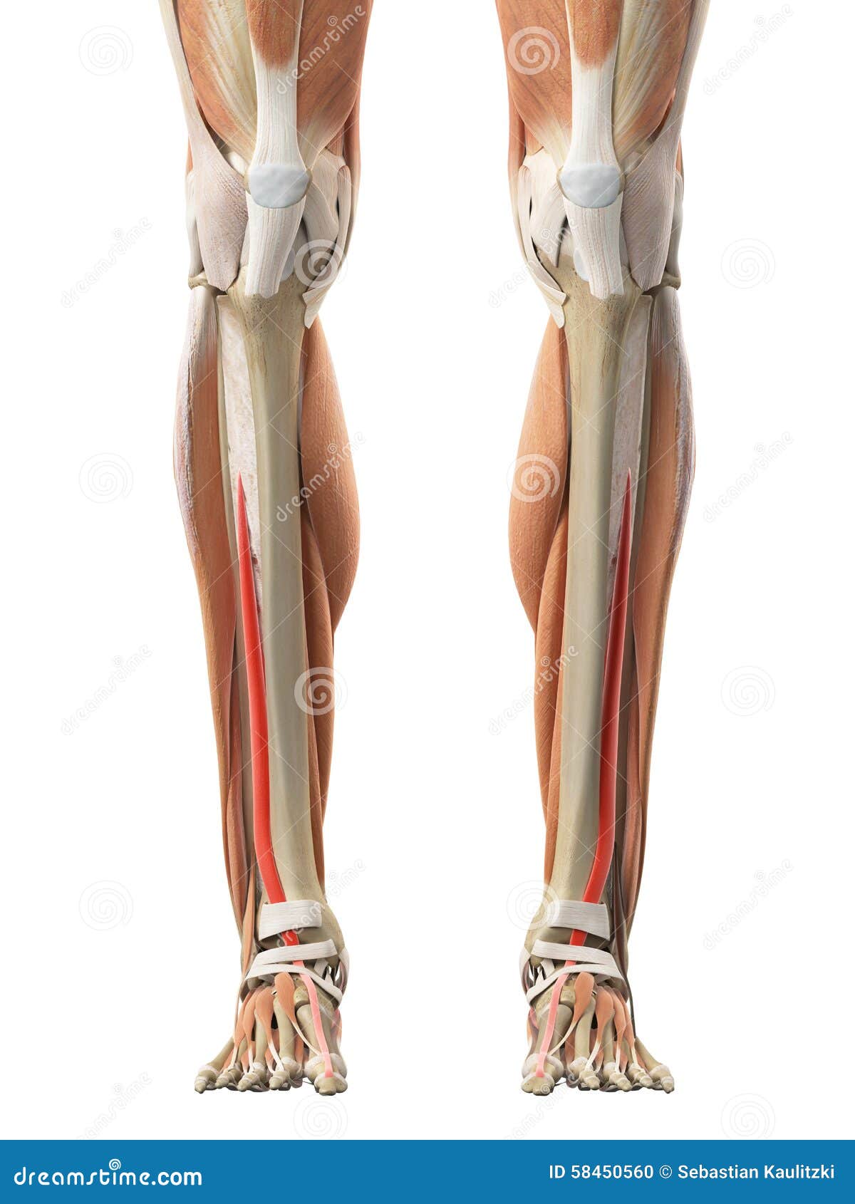 The Extensor Hallucis Longus Stock Illustration | CartoonDealer.com ...