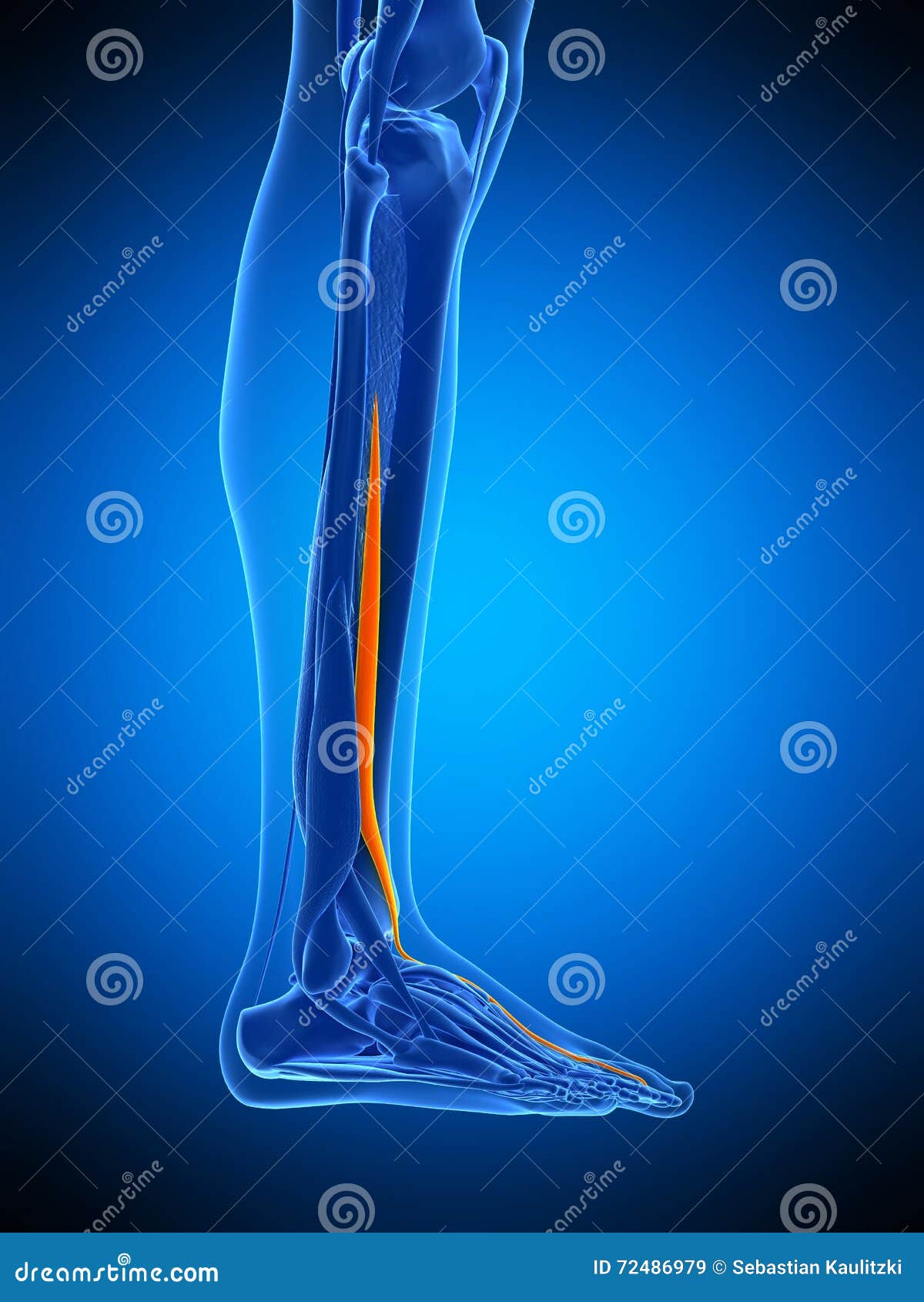 The Extensor Hallucis Longus Stock Illustration - Illustration of ...