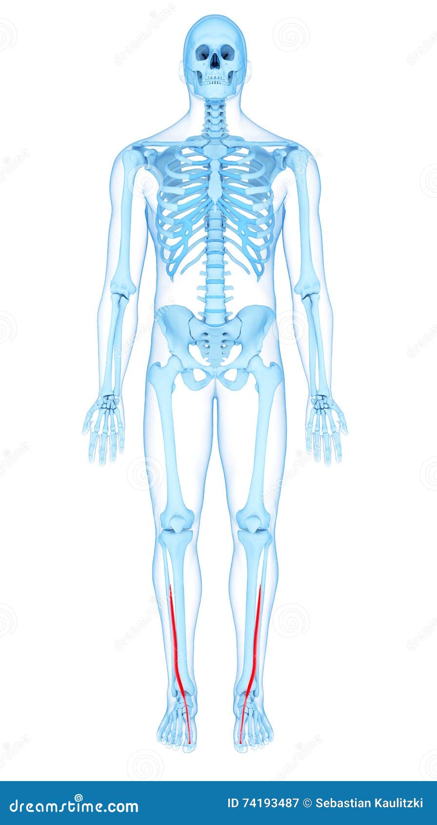 Knee - Extensor Mechanism Royalty-Free Stock Photo | CartoonDealer.com ...