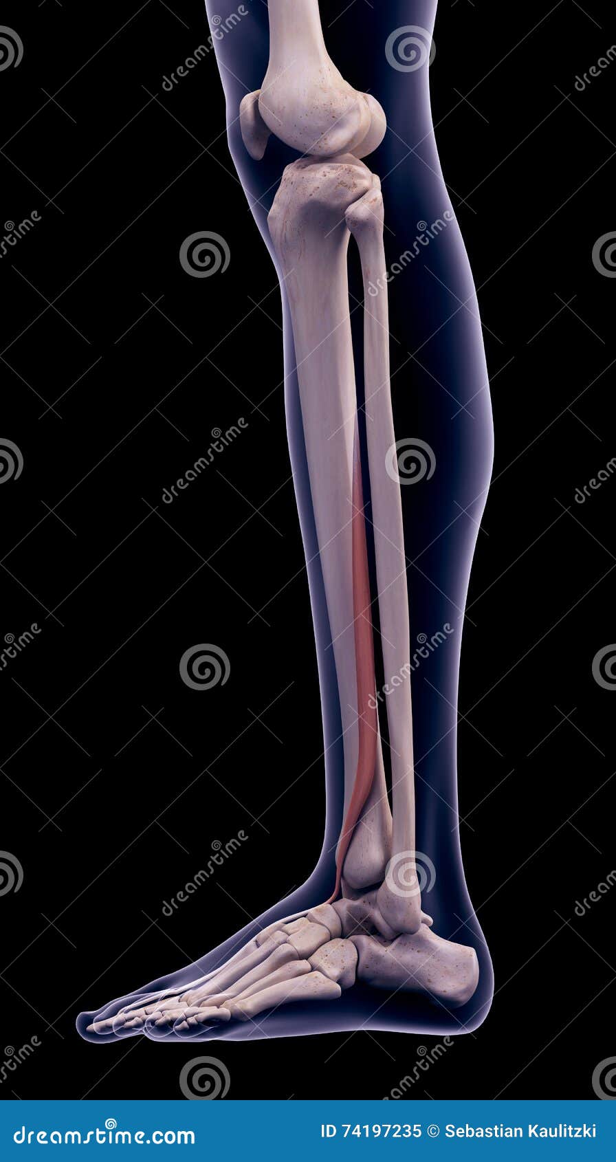 Knee - Extensor Mechanism Royalty-Free Stock Photo | CartoonDealer.com ...