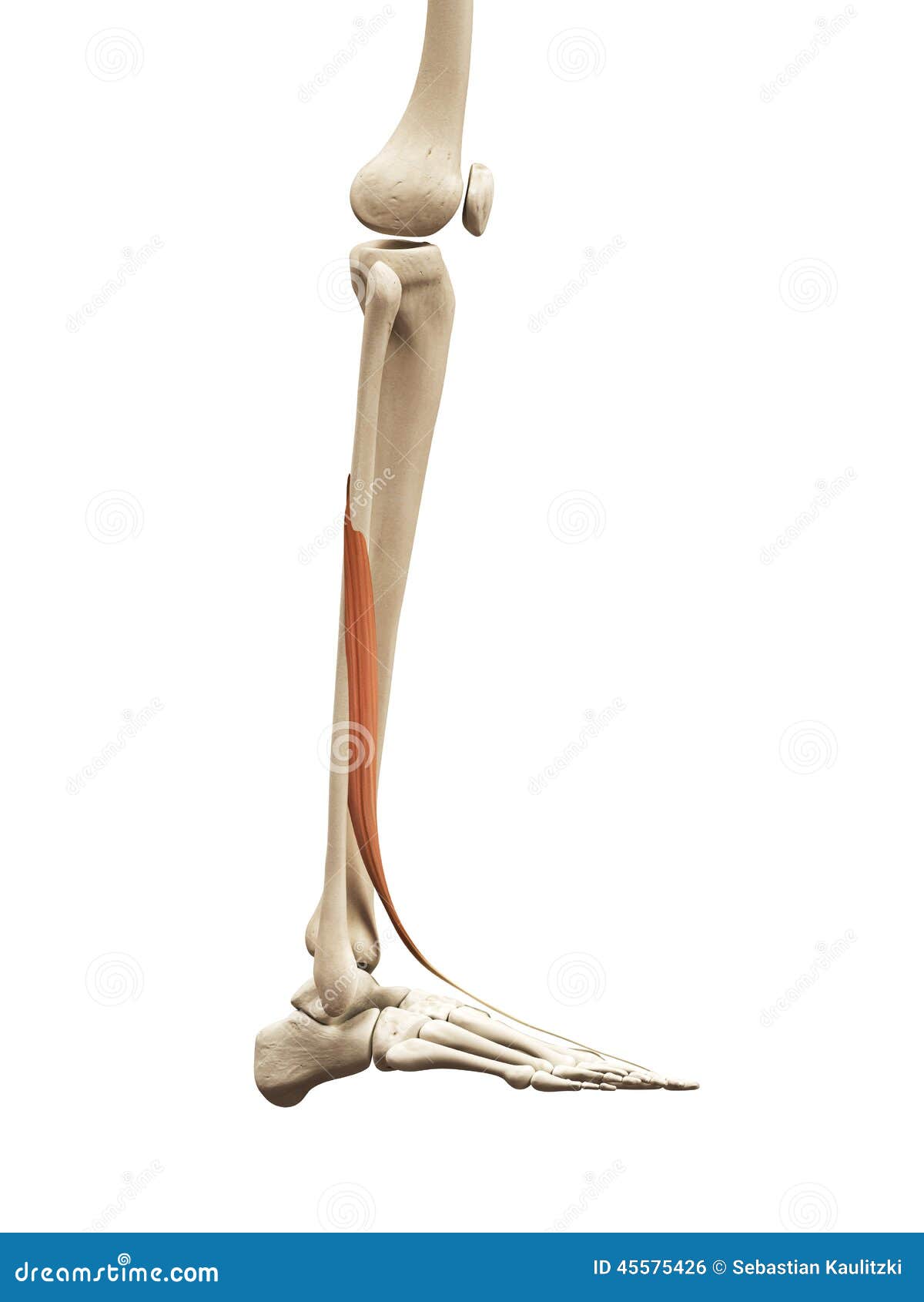 Extensor Hallucis Longus Muscle