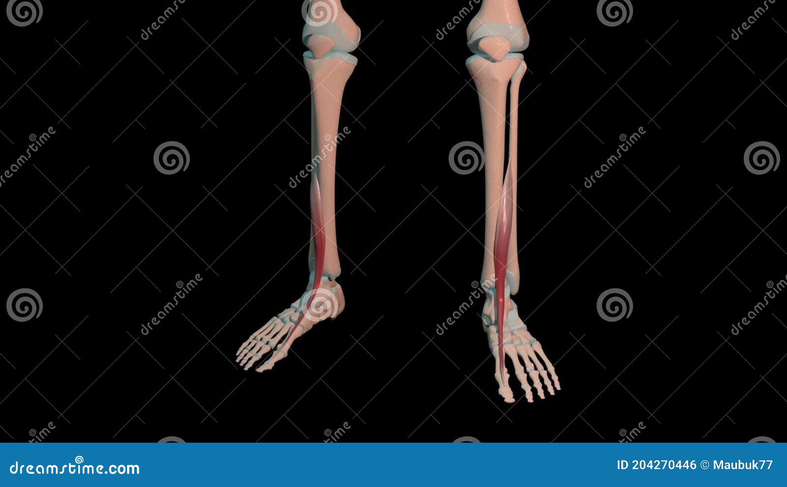 Extensor Hallucis Longus Model