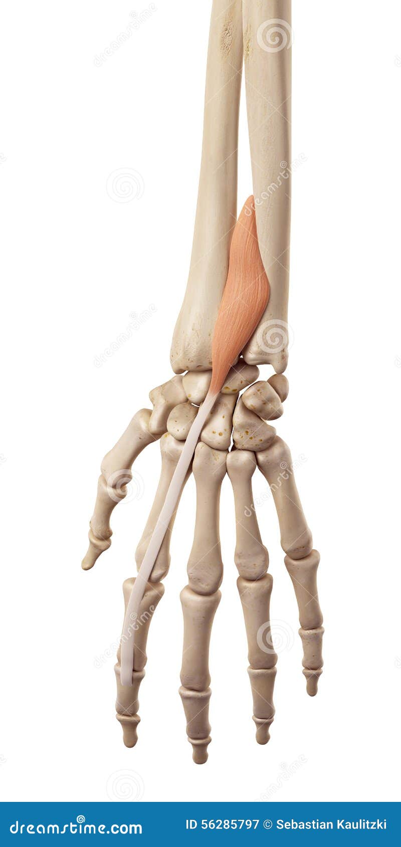 The extensor indicis stock illustration. Illustration of biology - 56285797