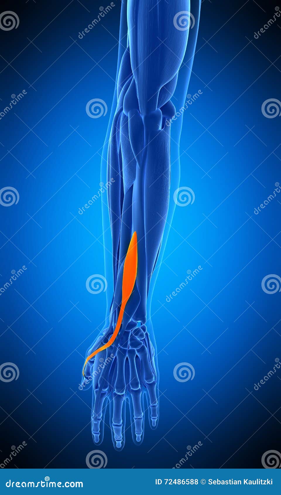 The extensor indicis stock illustration. Illustration of science - 72486588