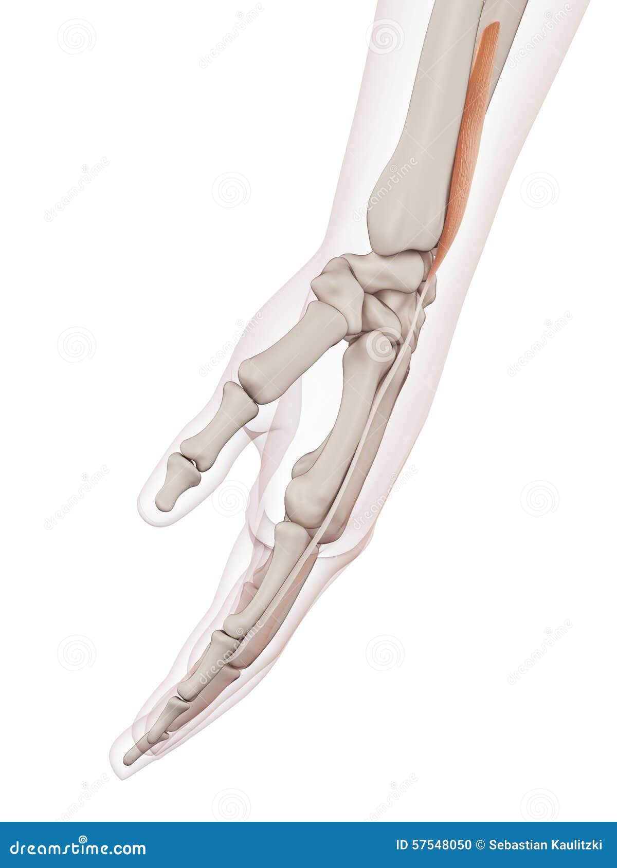 The extensor indicis stock illustration. Illustration of artwork - 57548050