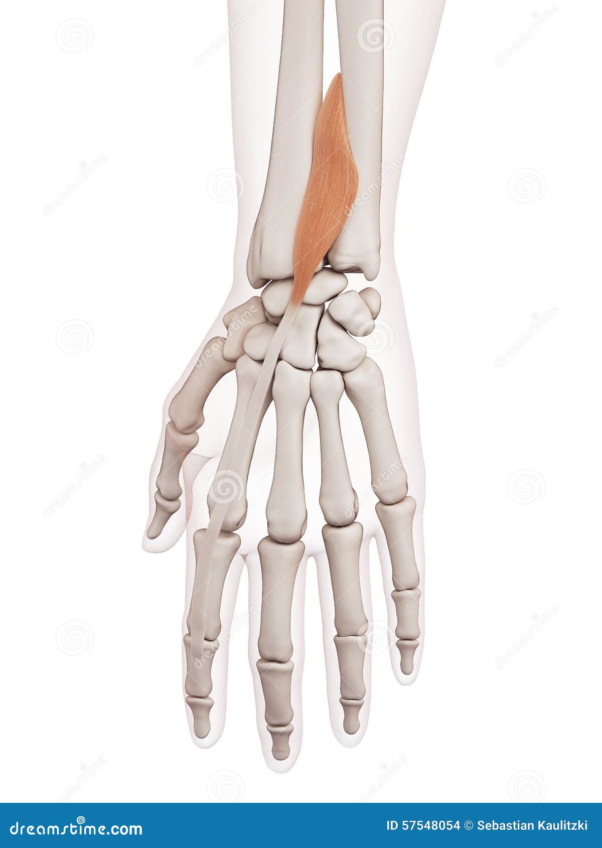 The extensor indicis stock illustration. Illustration of skeleton ...