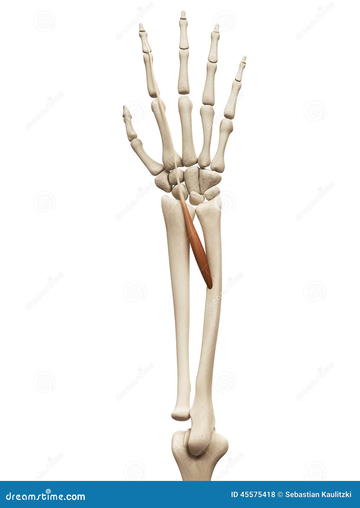 The extensor indicis stock illustration. Illustration of diagram - 45575418