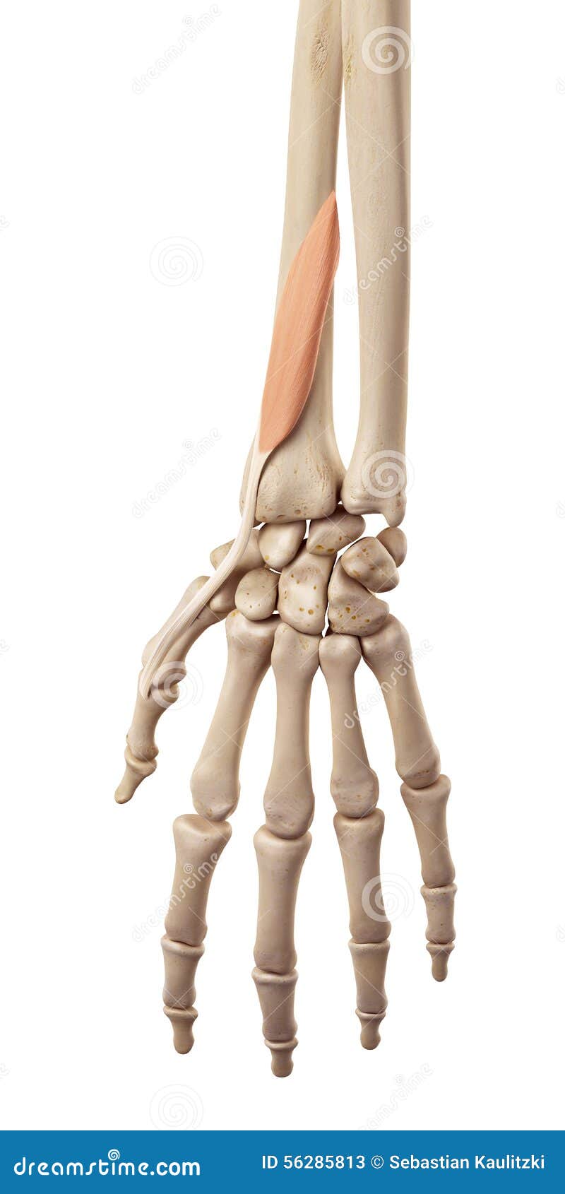 The Extensor Pollicis Longus Royalty-Free Illustration | CartoonDealer ...