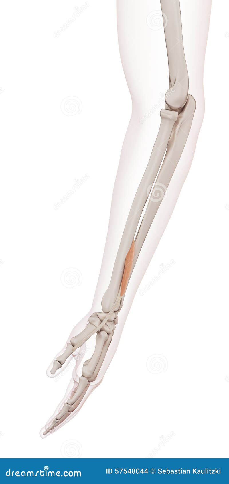 The Extensor Pollicis Brevis Stock Illustration - Illustration of ...