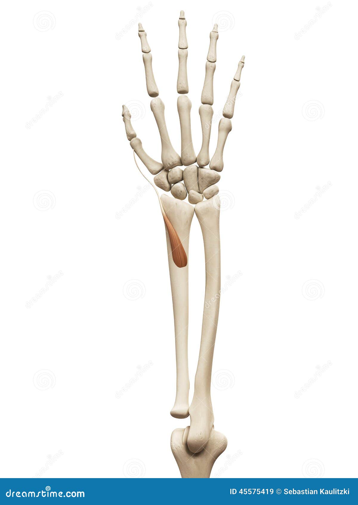 Extensor Pollicis Longus Muscle Location With Arm Skeleton Outline ...