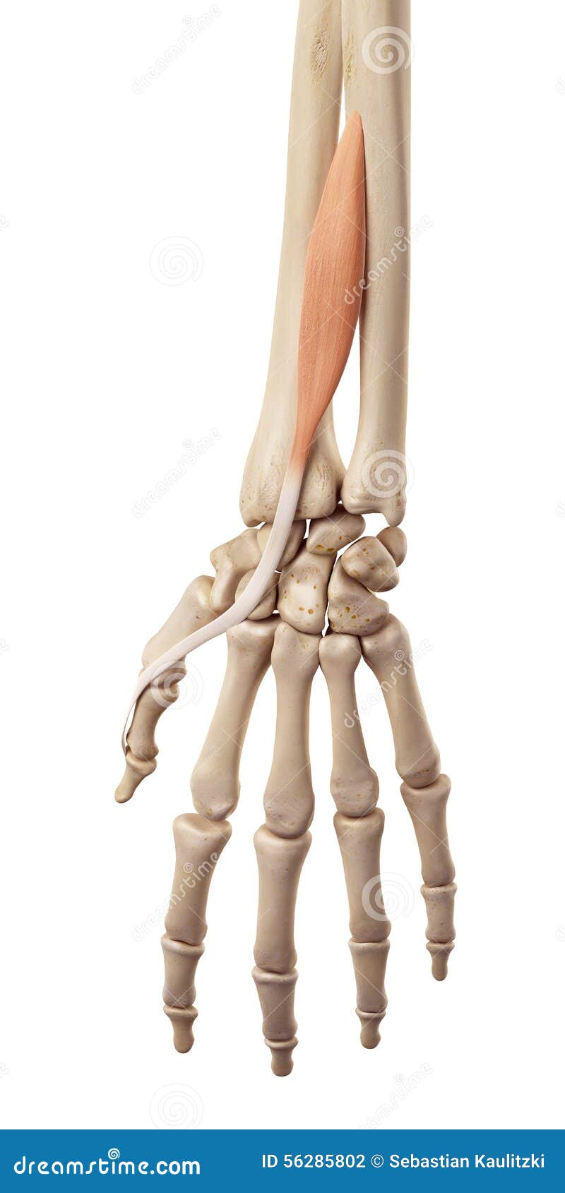 Extensor Pollicis Longus Anatomy Innervation Function
