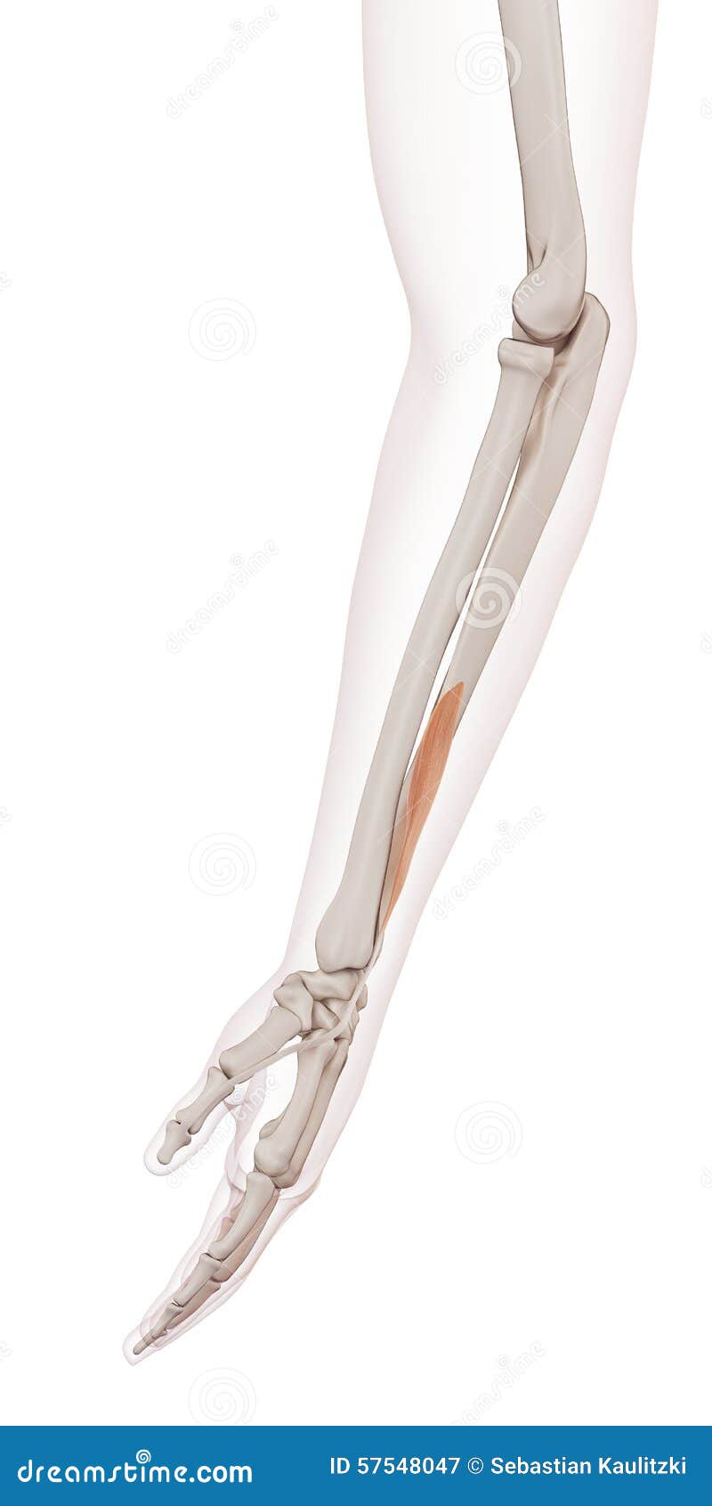 The Extensor Pollicis Longus Stock Illustration - Illustration of ...