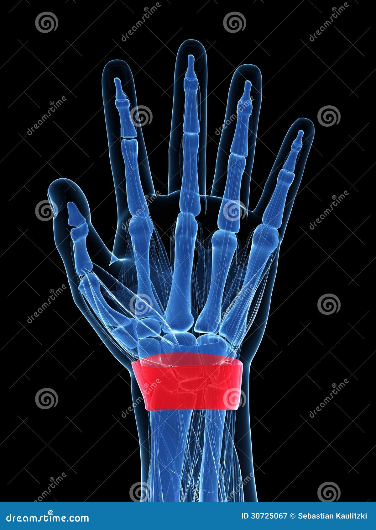 The extensor retinaculum stock illustration. Illustration of anatomical ...
