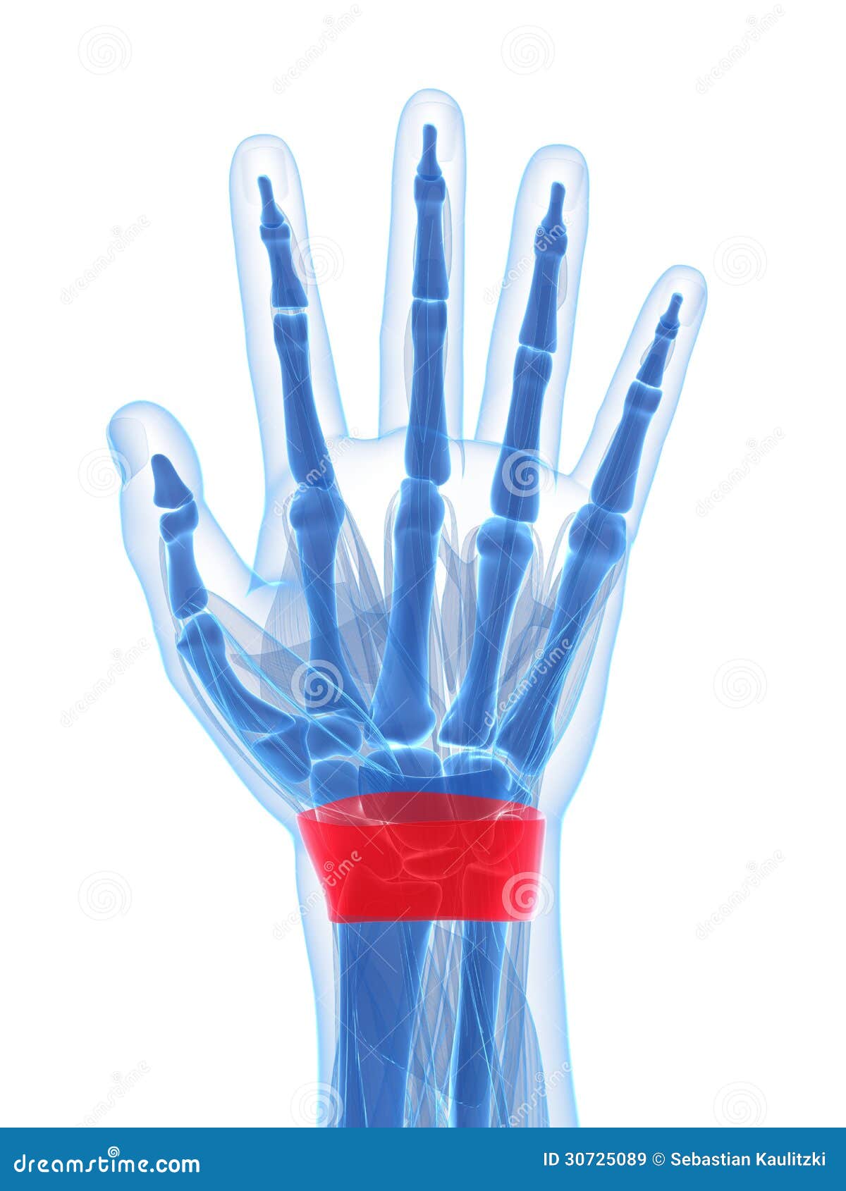 The extensor retinaculum stock illustration. Illustration of physiology ...