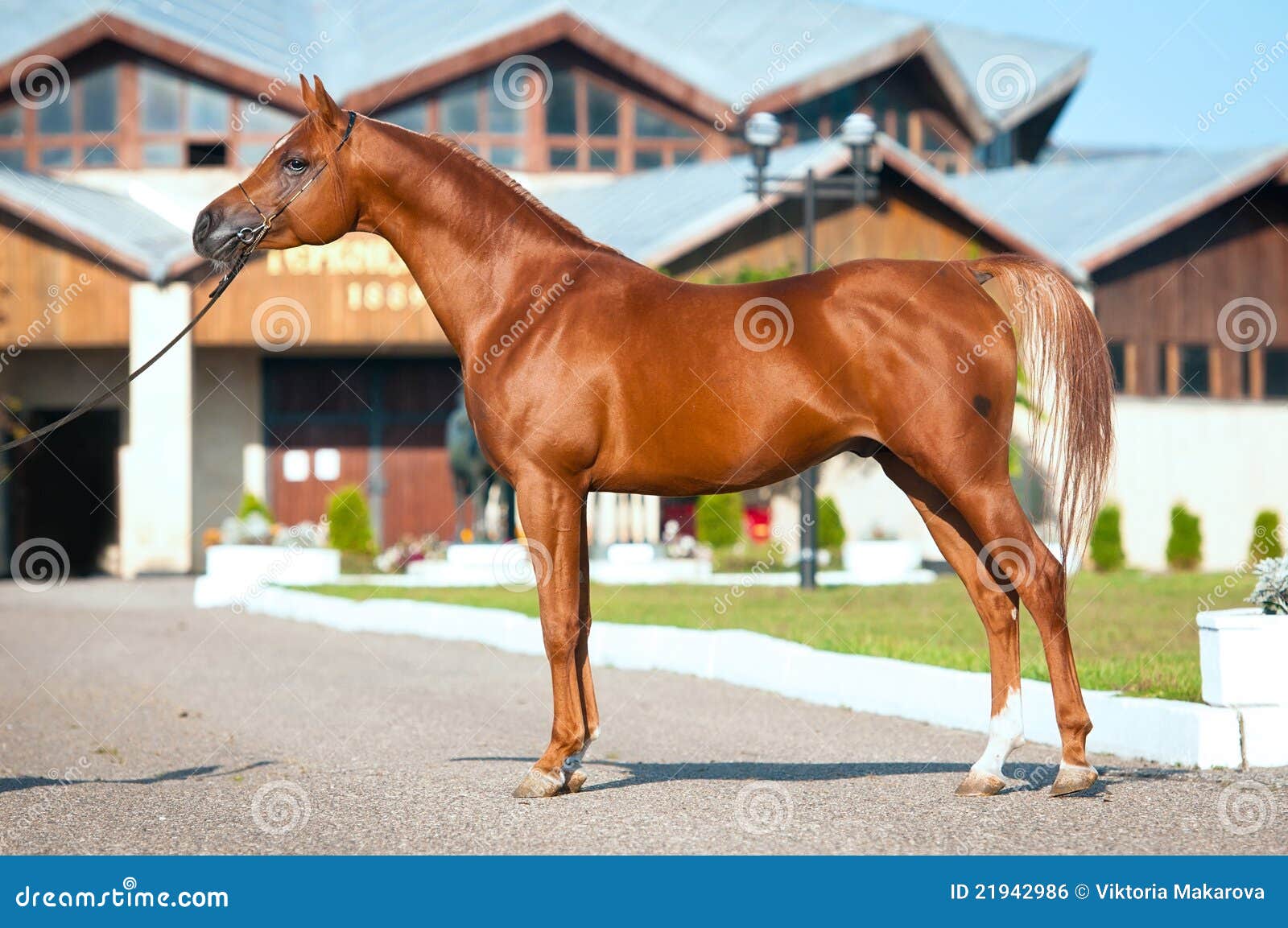Exterior árabe Rojo Del Caballo Foto de archivo - Imagen de granja ...