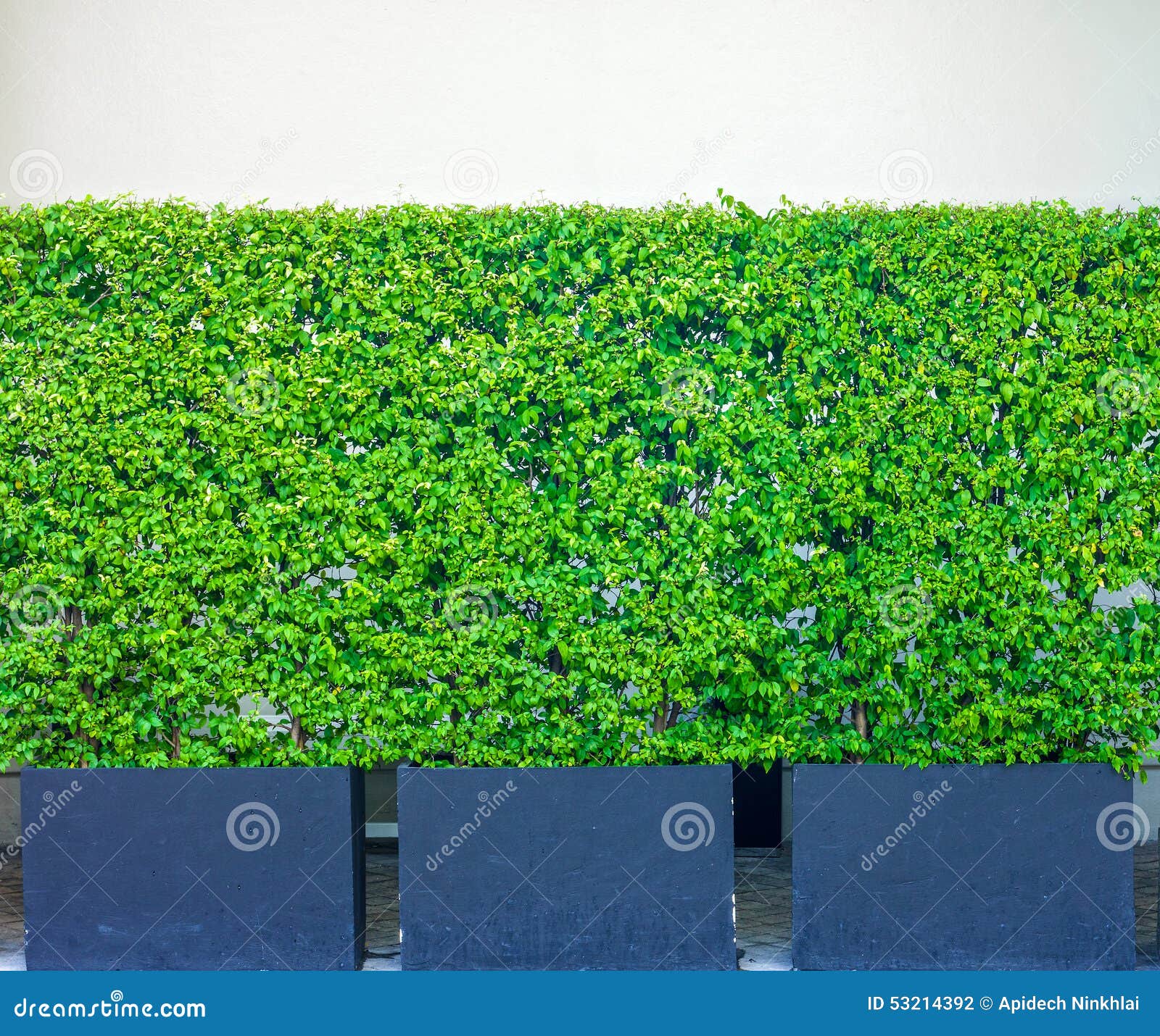 The Exterior Design of Murraya Paniculata Tree in Flowerpot Stock Photo ...