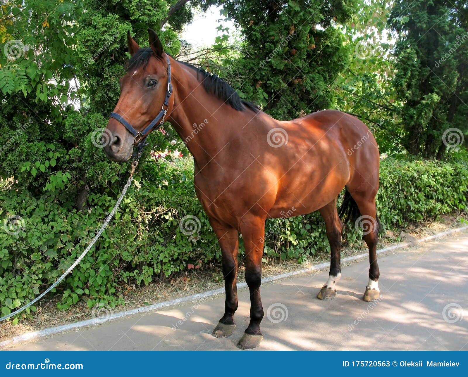 Exterior Large Breed Bay Horse Stock Image - Image of mane, dressage ...