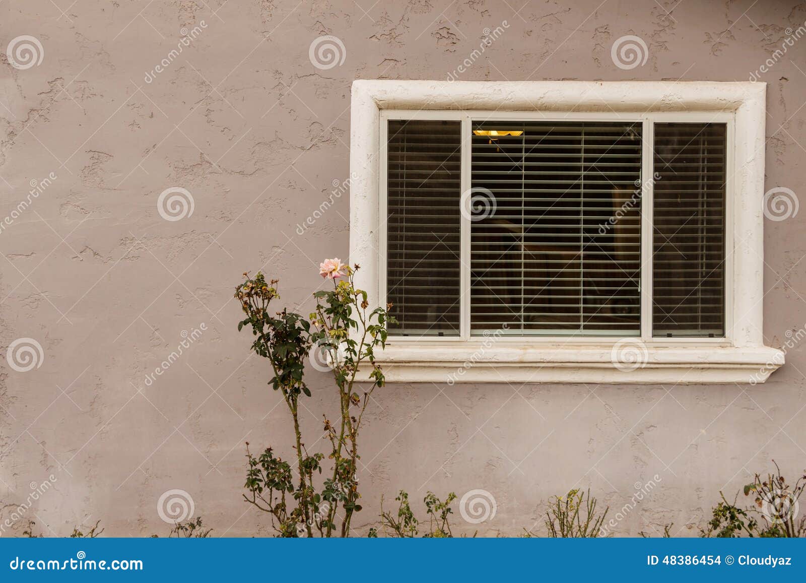 Exterior Window stock photo. Image of plant, outdoor - 48386454