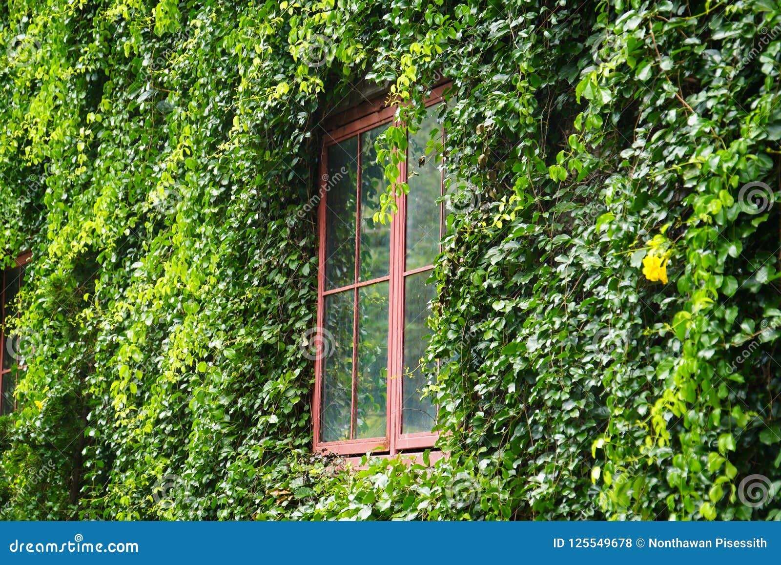 Window With Vine Plant Attached Stock Image | CartoonDealer.com #24436501