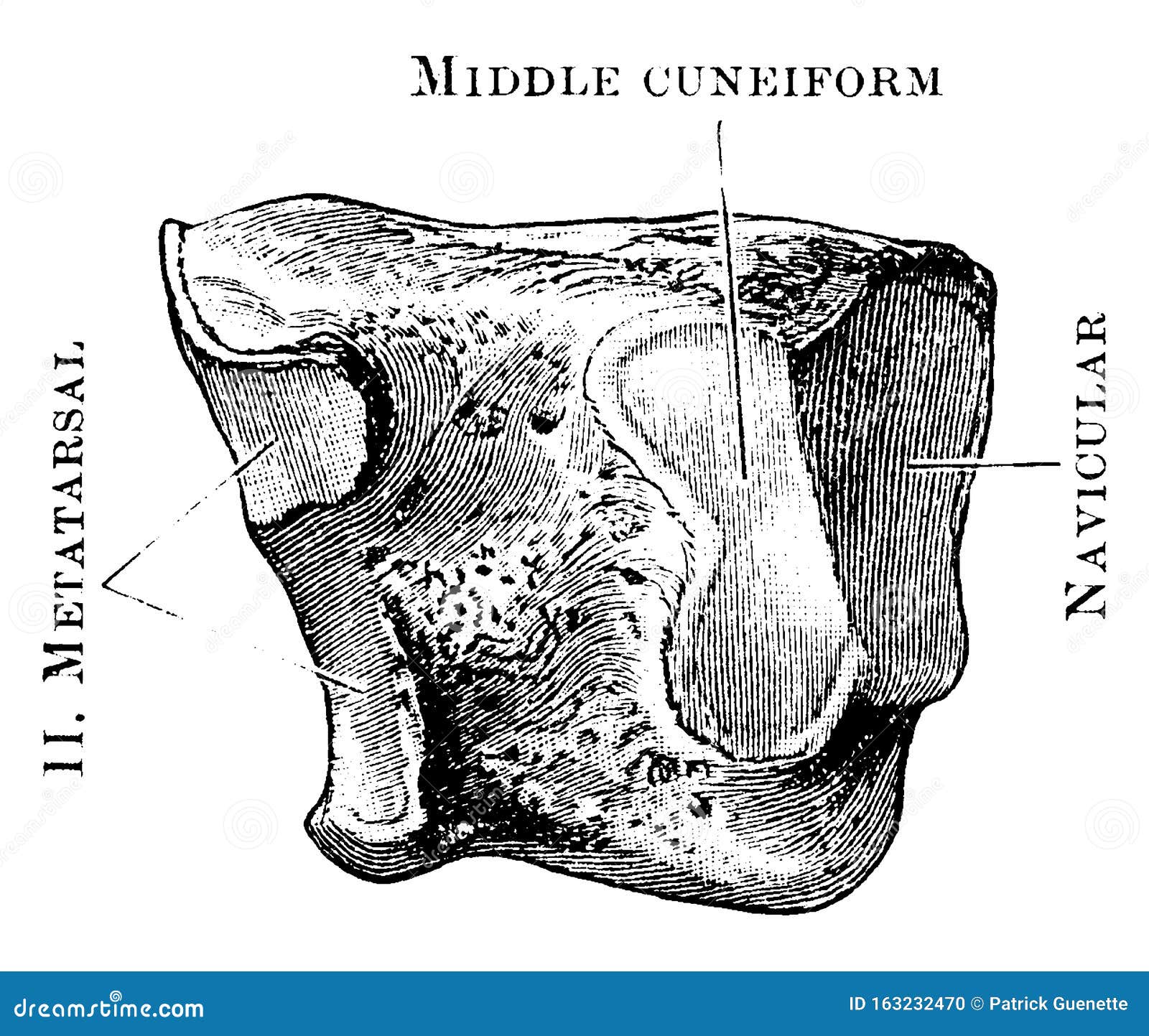 3d Illustration Of Cuneiform Bones Anatomy With Circulatory System ...