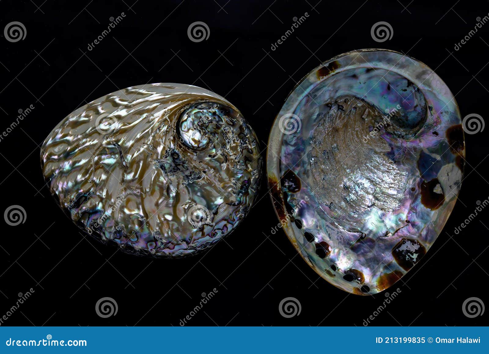 External and the Inner Surface of a Sea Shell Stock Image - Image of ...