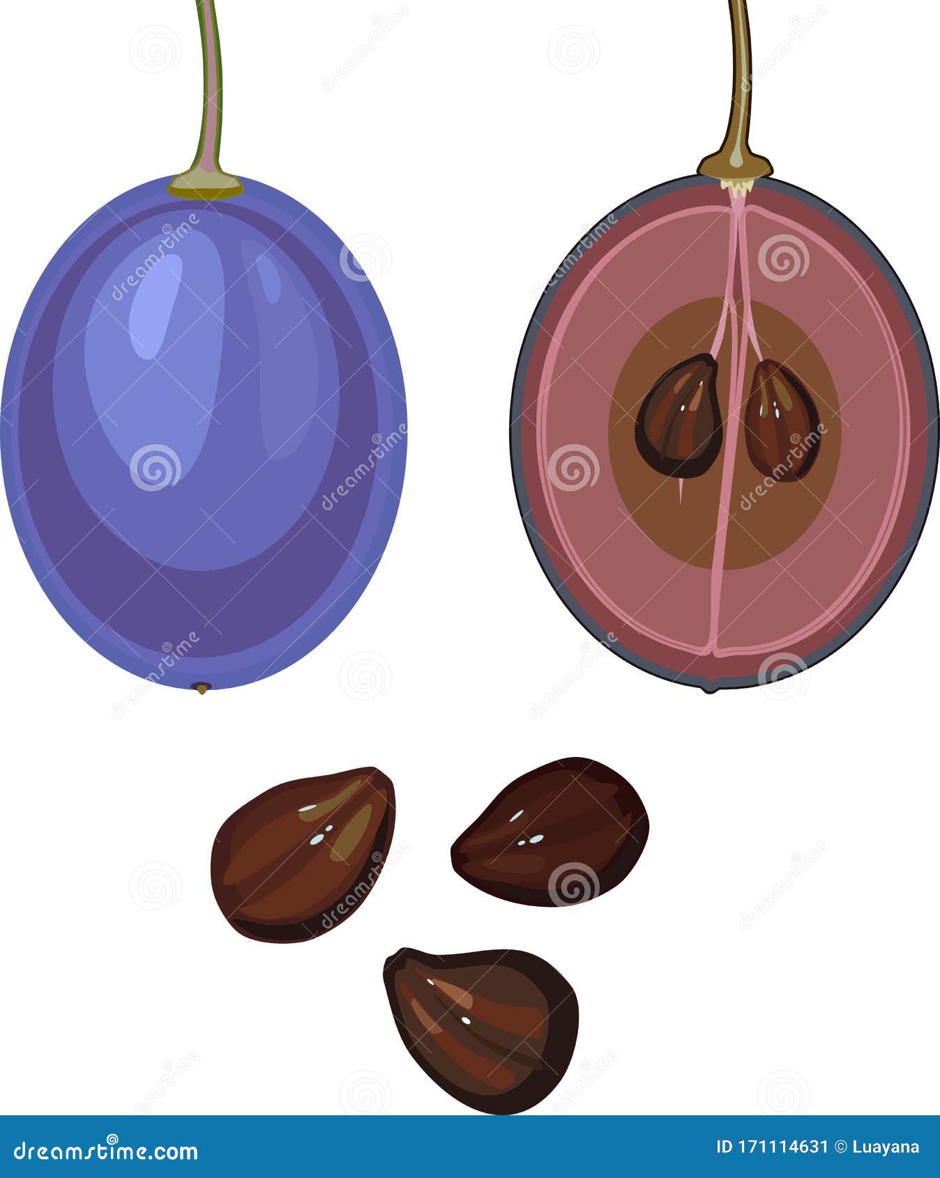 External and Internal Structure of Ripe Grape Berry Stock Vector ...