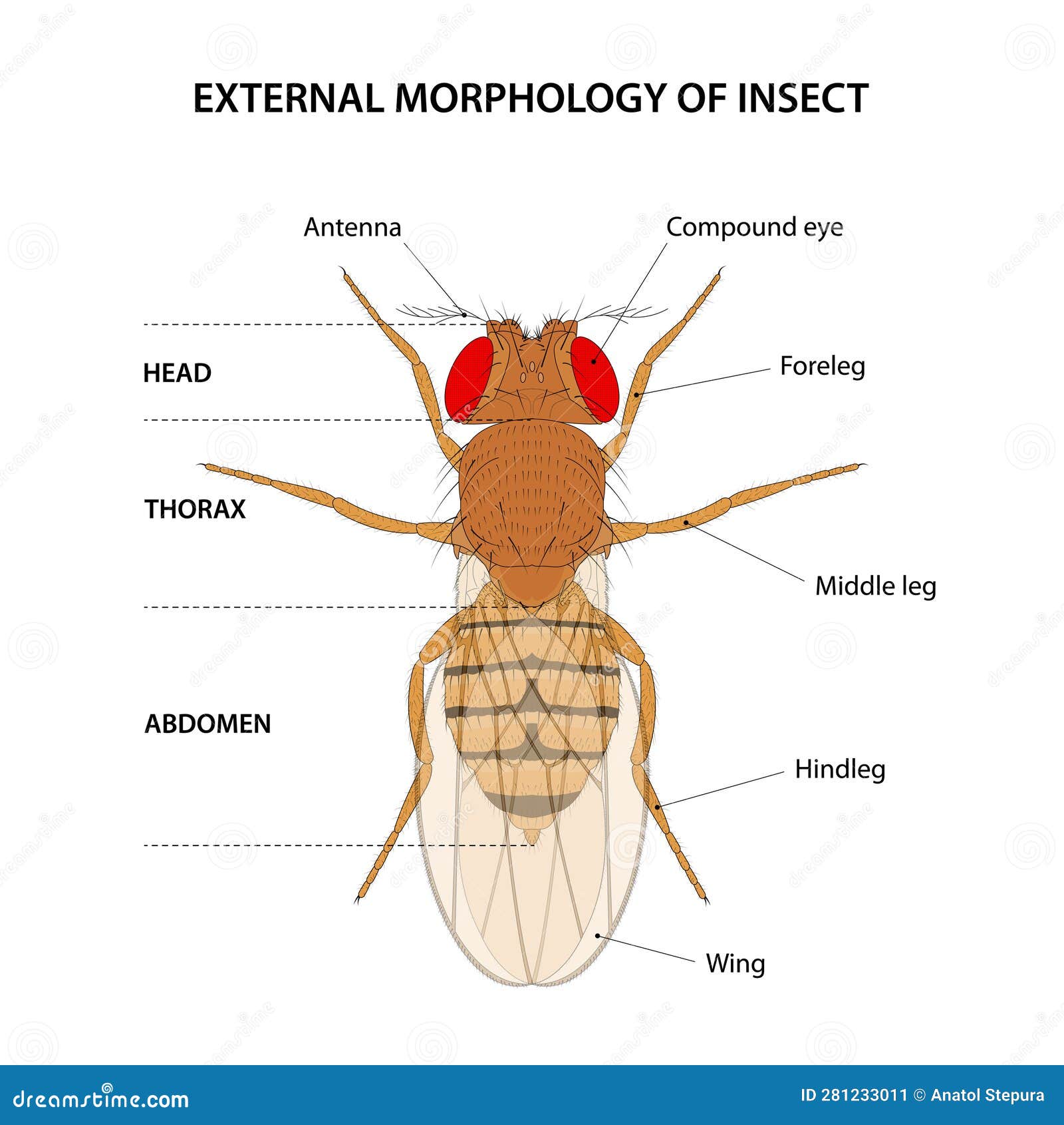 External Morphology of Insect (fruit Fly) Stock Illustration ...