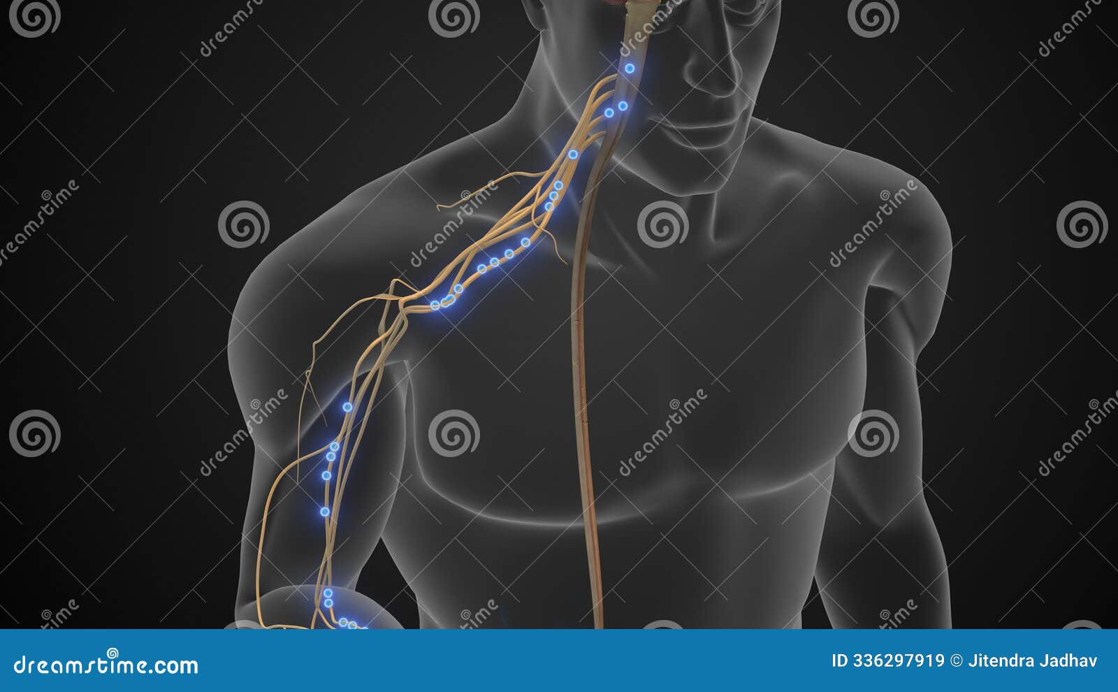 External Nervous Pathways for Touch Sensation Stock Illustration ...