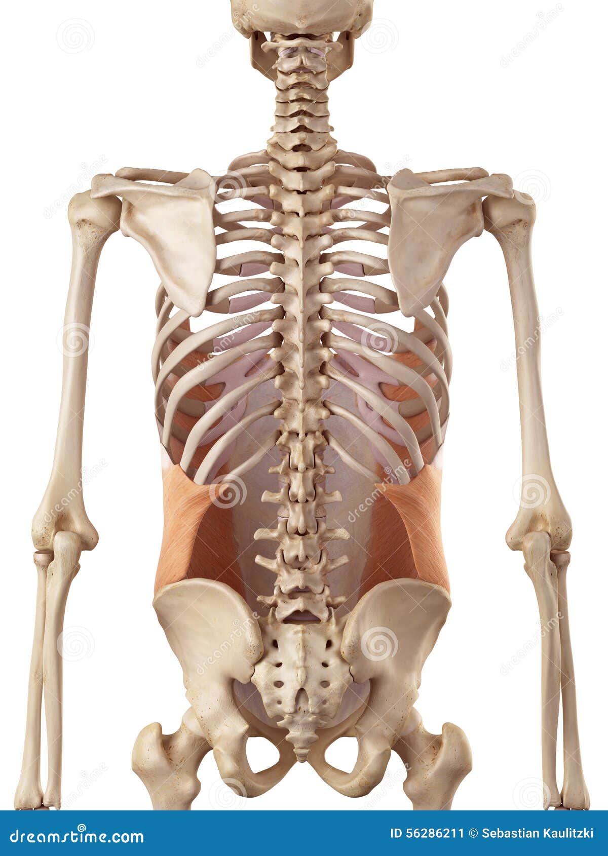 The external oblique stock illustration. Illustration of muscle - 56286211