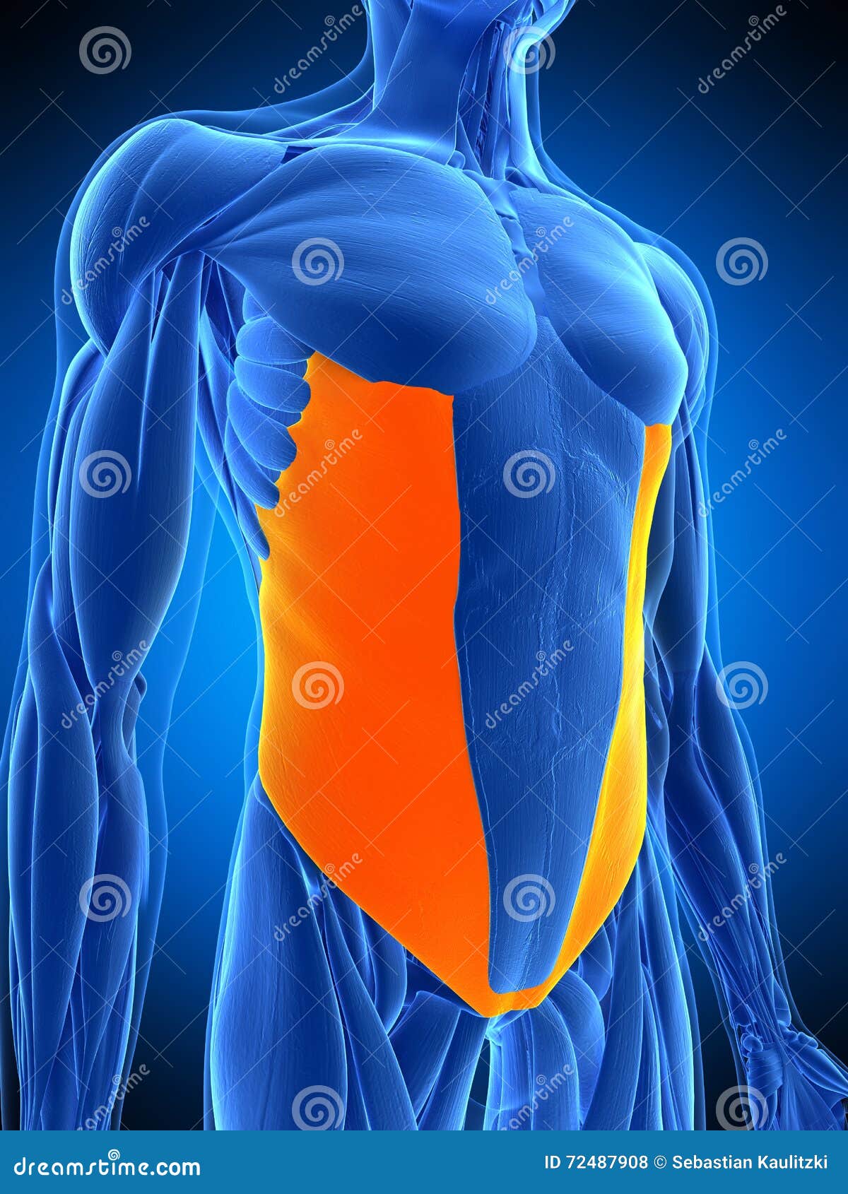 The external oblique stock illustration. Illustration of artwork - 72487908