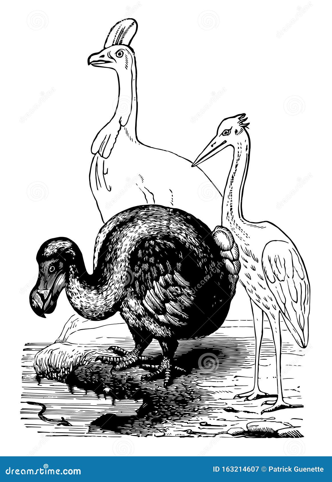 Almost Extinct Birds Bundle With Silhouette Outline Cartoon Vector ...